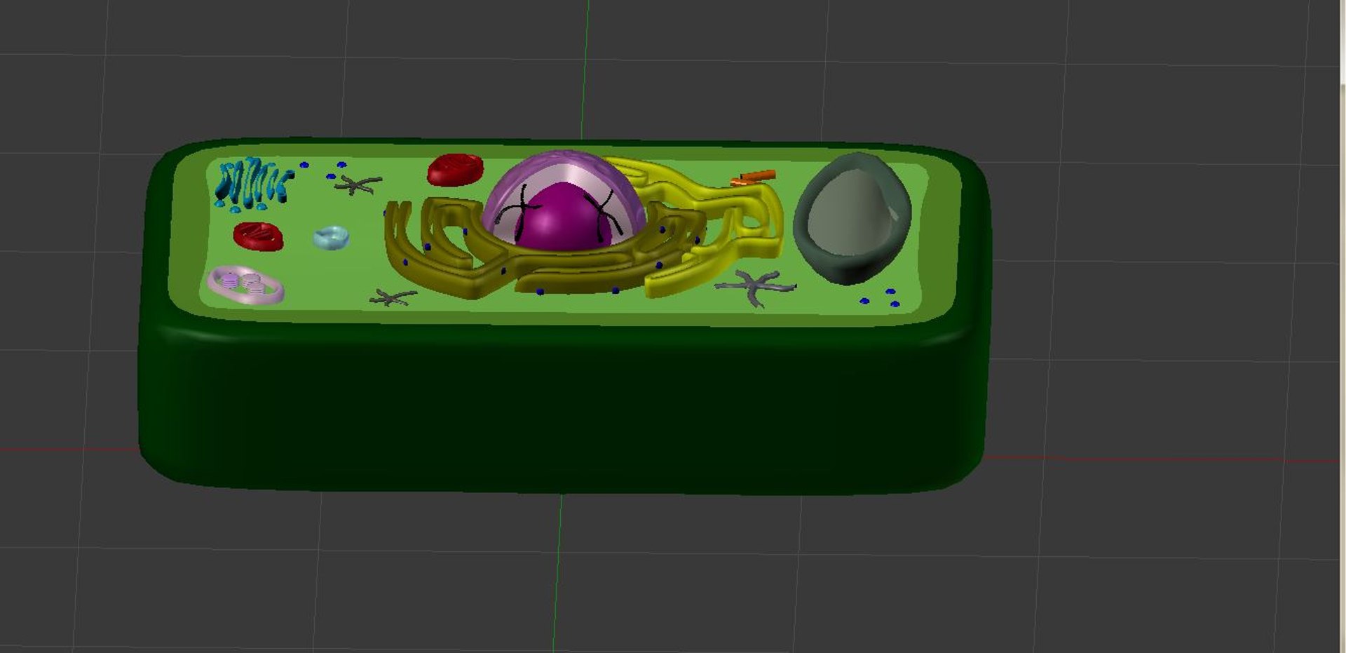 Plant Cell 3d Model