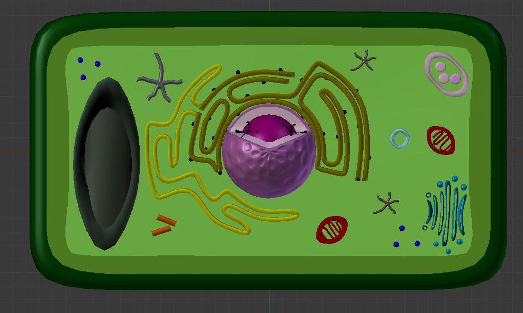 Plant Cell 3d Model