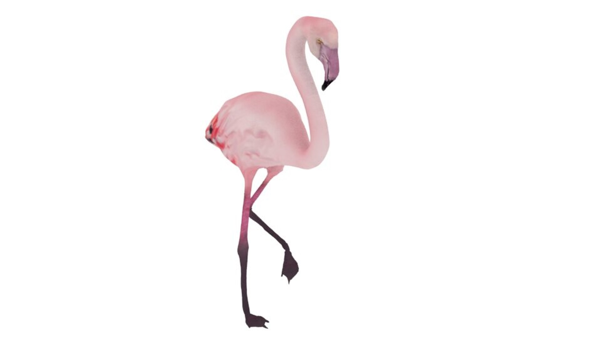 3D Flamingo Rigged Model - TurboSquid 1581362