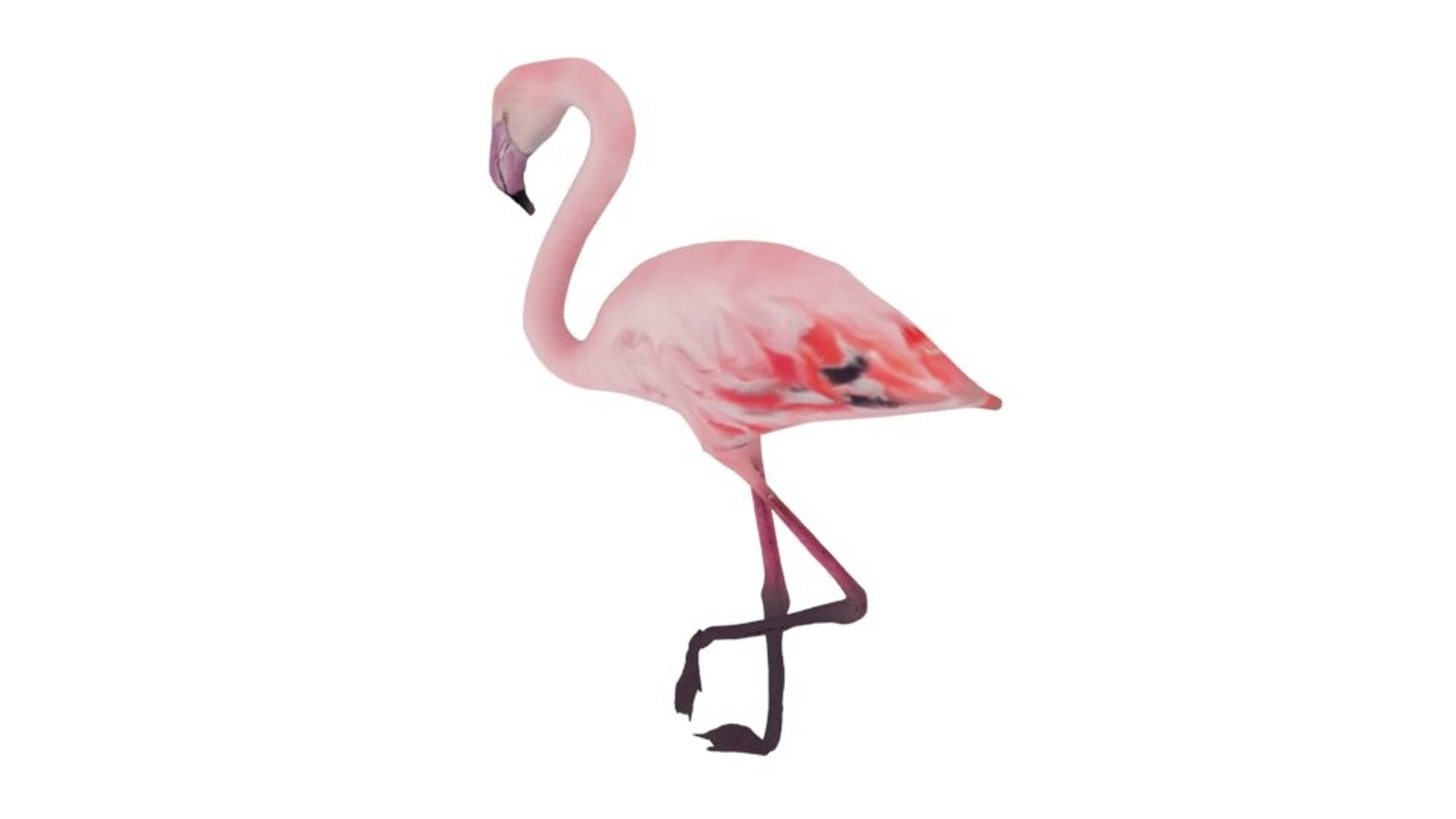 3D Flamingo Rigged Model - TurboSquid 1581362