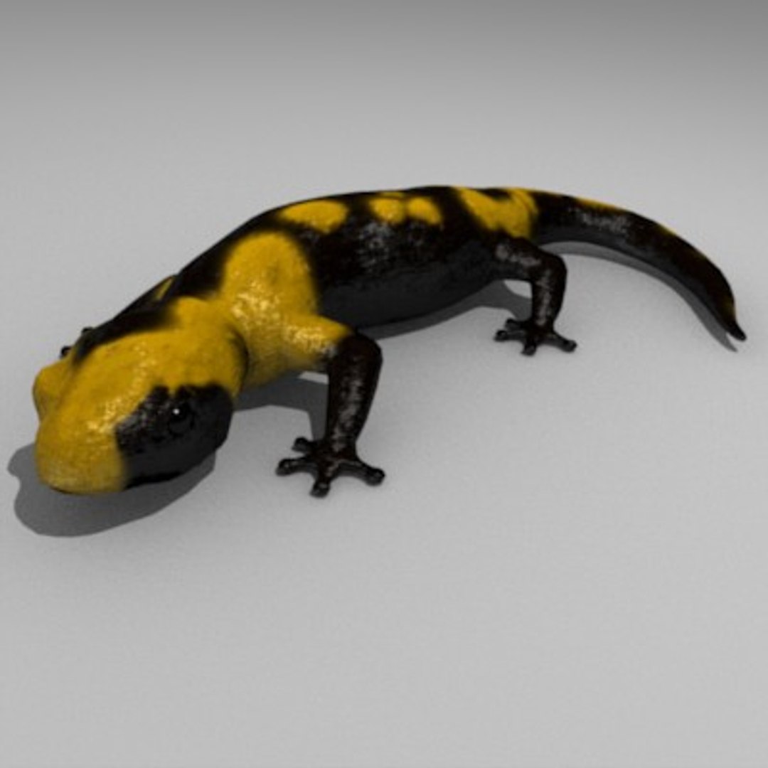 3d Model Salamander