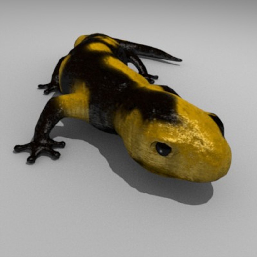 3d Model Salamander