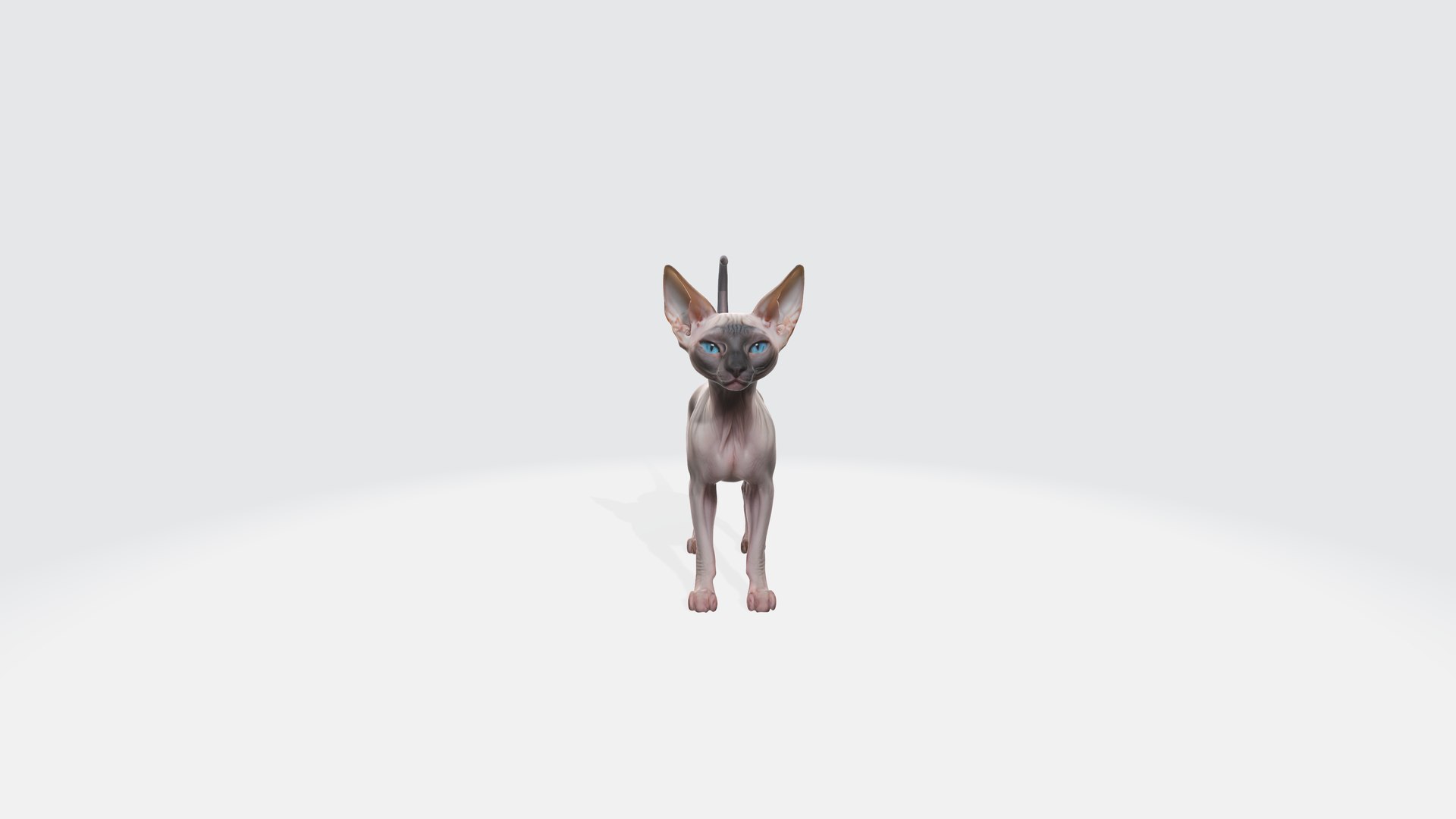 Sphynx Cat Animated And Rigged 3D Model - TurboSquid 2278982