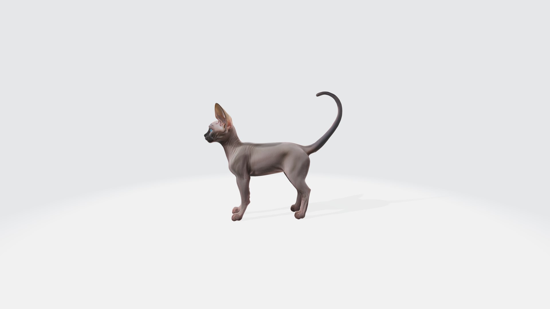 Sphynx Cat Animated And Rigged 3D Model - TurboSquid 2278982