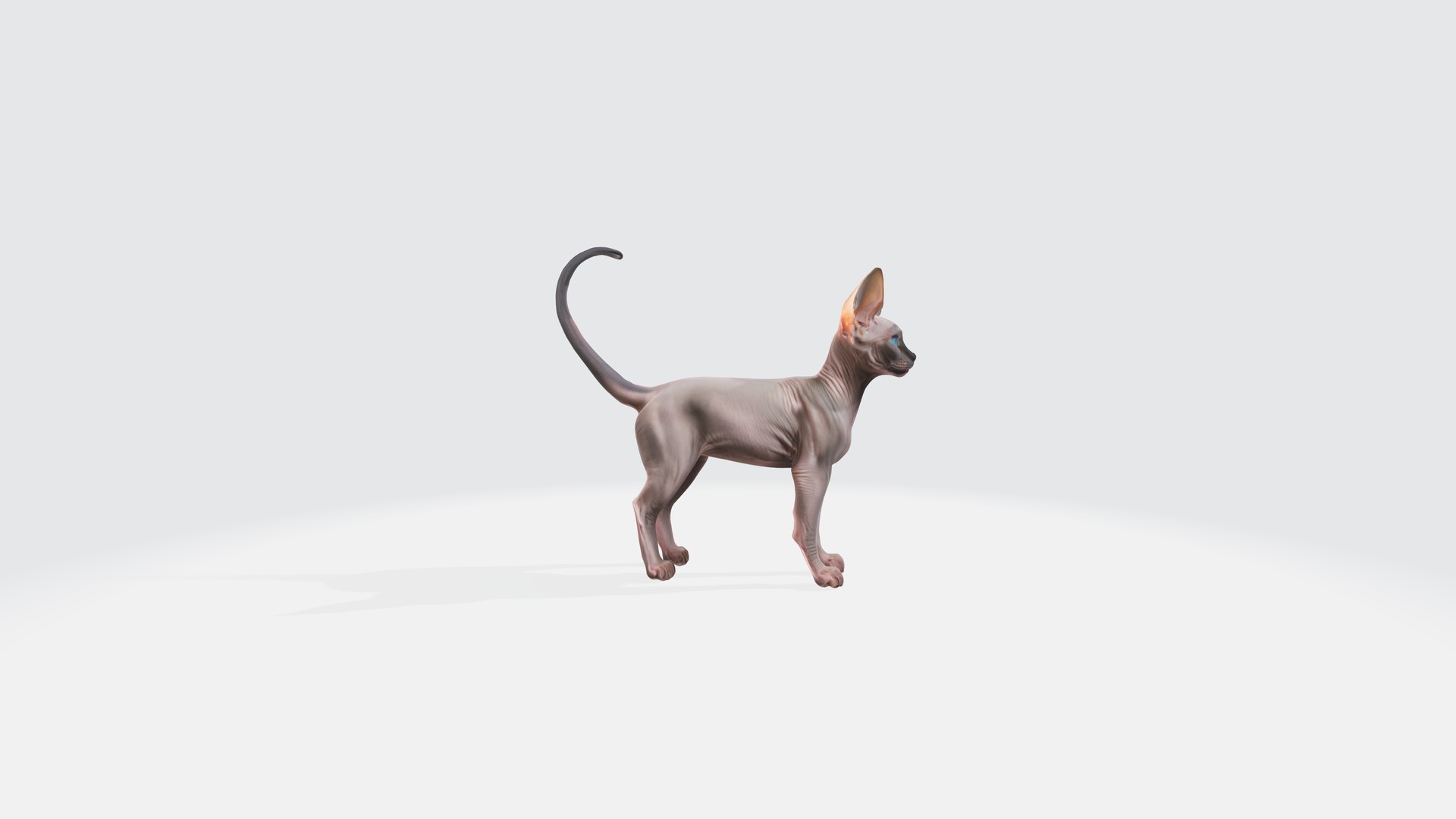 Sphynx Cat Animated And Rigged 3D Model - TurboSquid 2278982