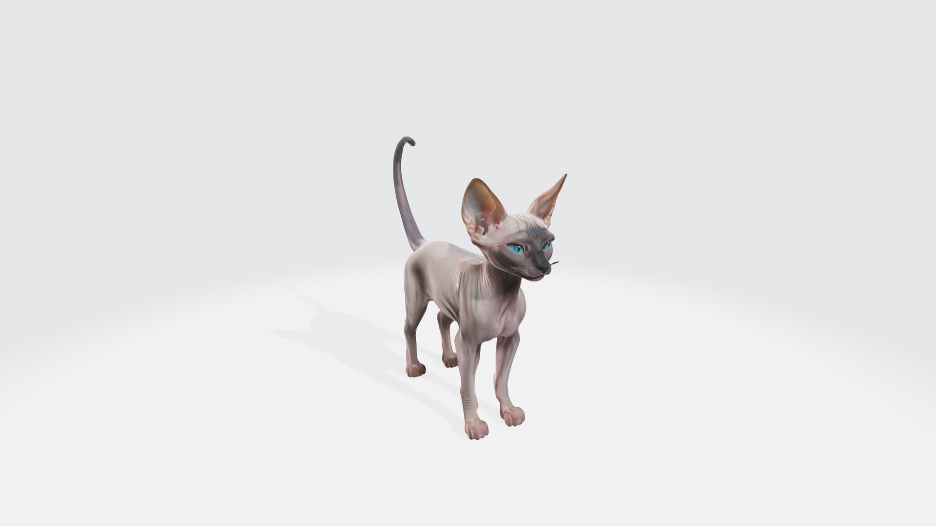 Sphynx Cat Animated And Rigged 3D Model - TurboSquid 2278982