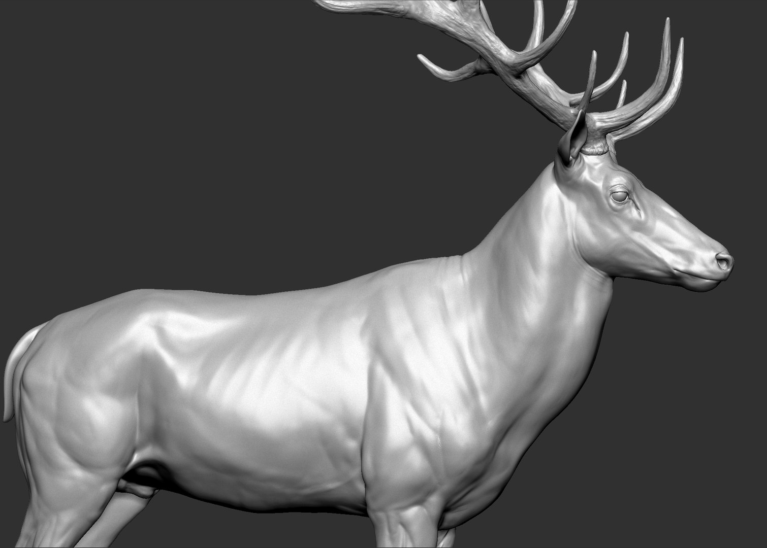 Reed Deer Stag Elk 3D Model - TurboSquid 1403266