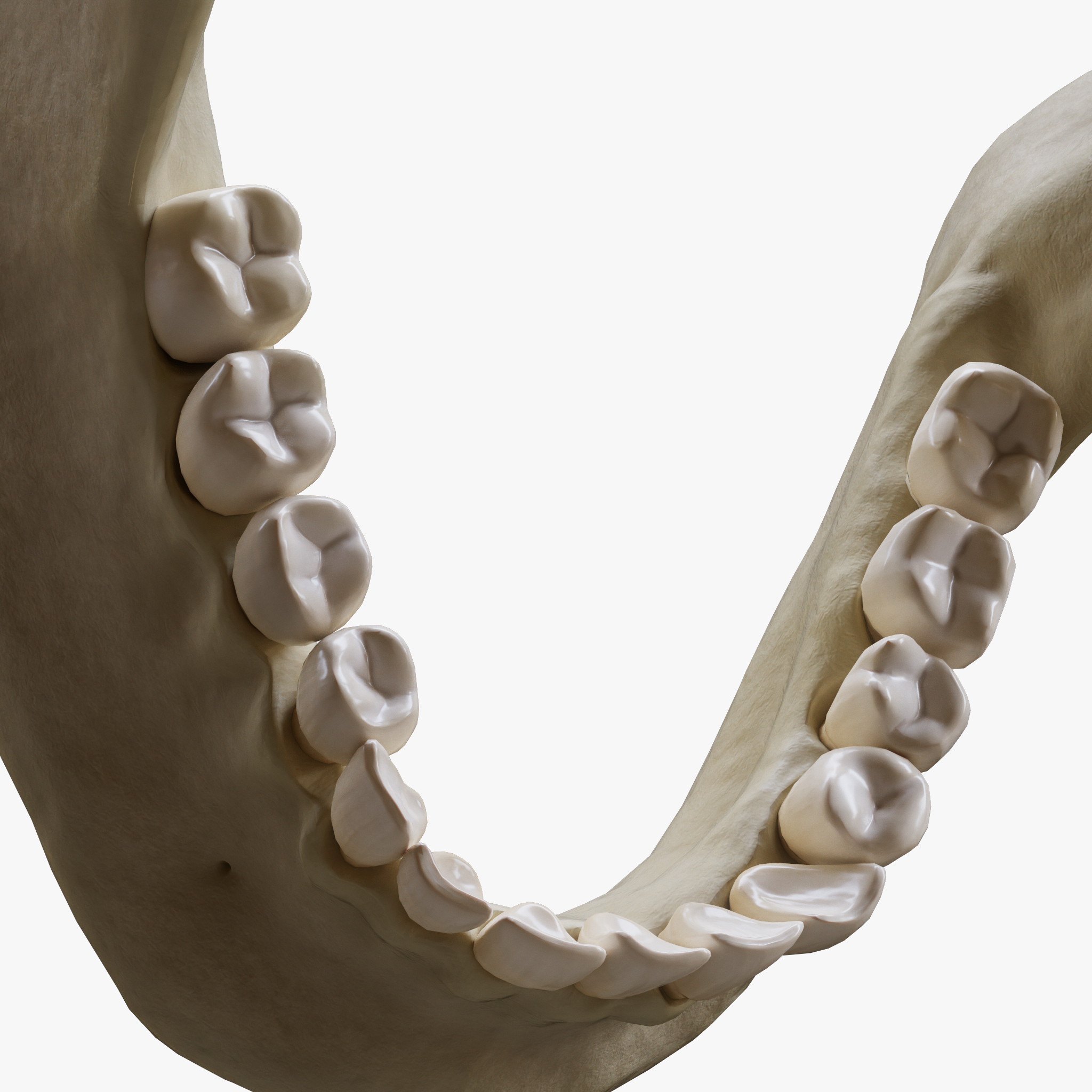 modelo 3d Anatomía de la mandíbula humana - TurboSquid 1808724
