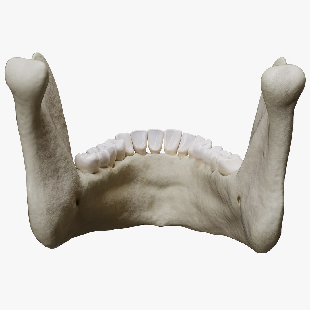 Human Jaw Anatomy 3D - TurboSquid 1808724
