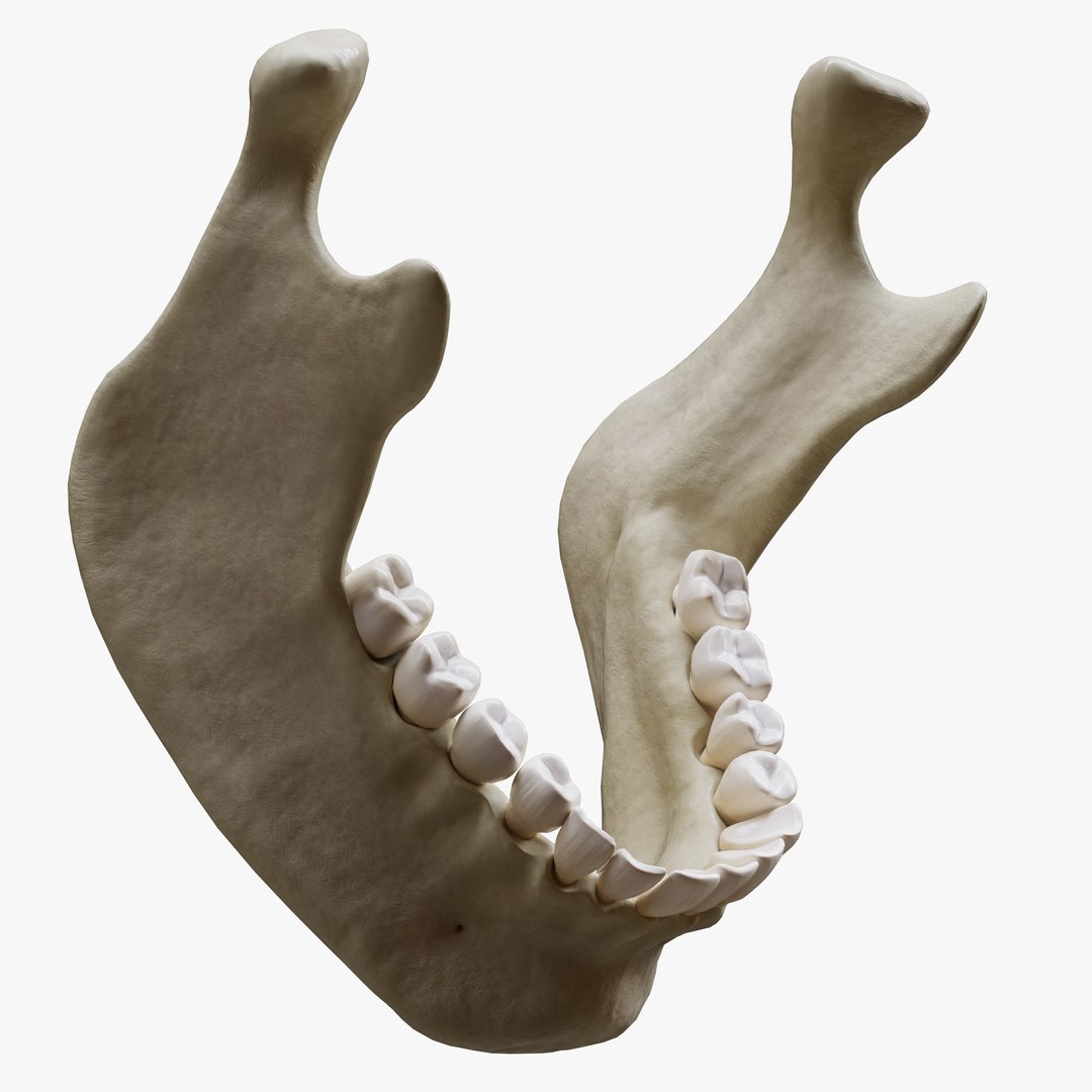 Human Jaw Anatomy 3D - TurboSquid 1808724