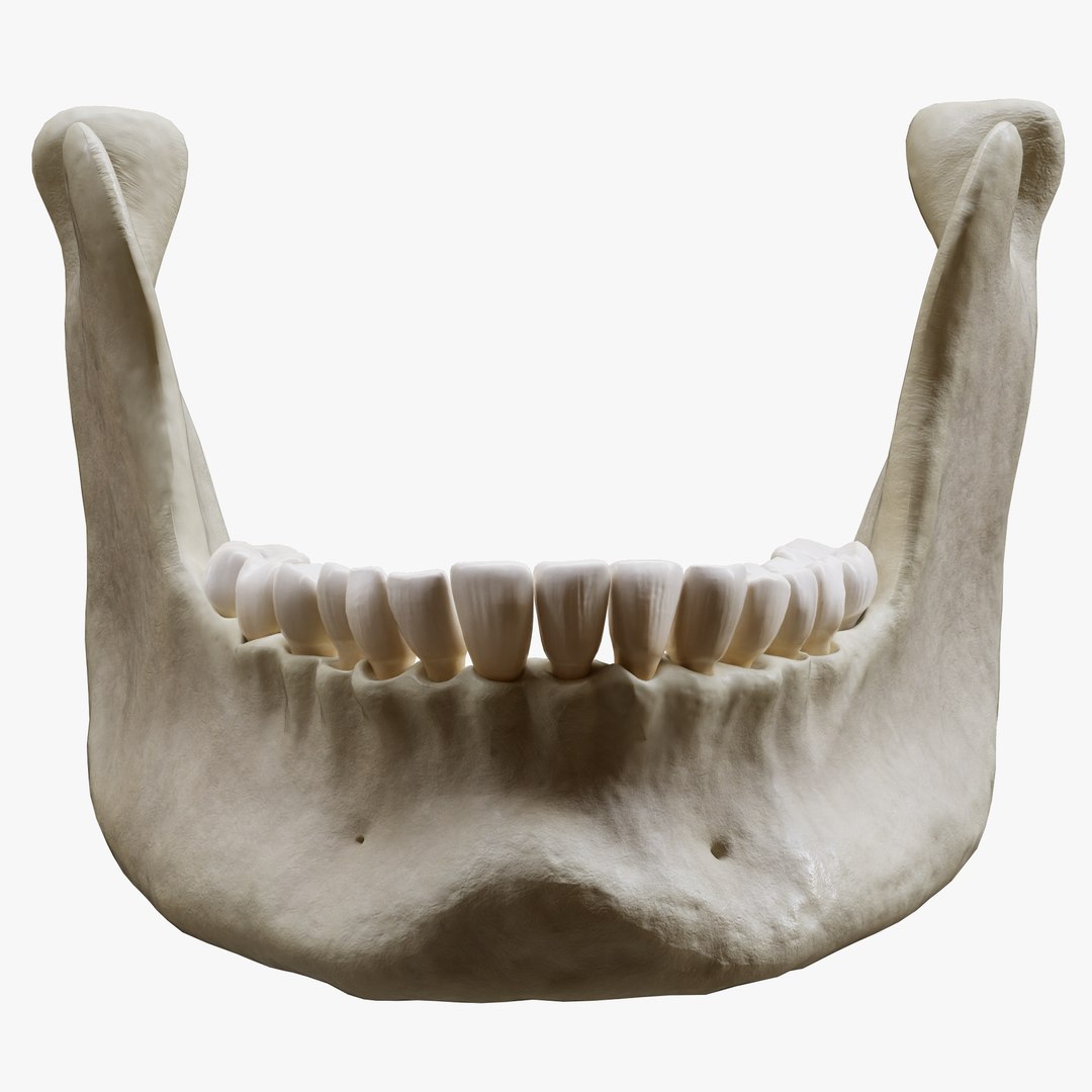 Human Jaw Anatomy 3D - TurboSquid 1808724