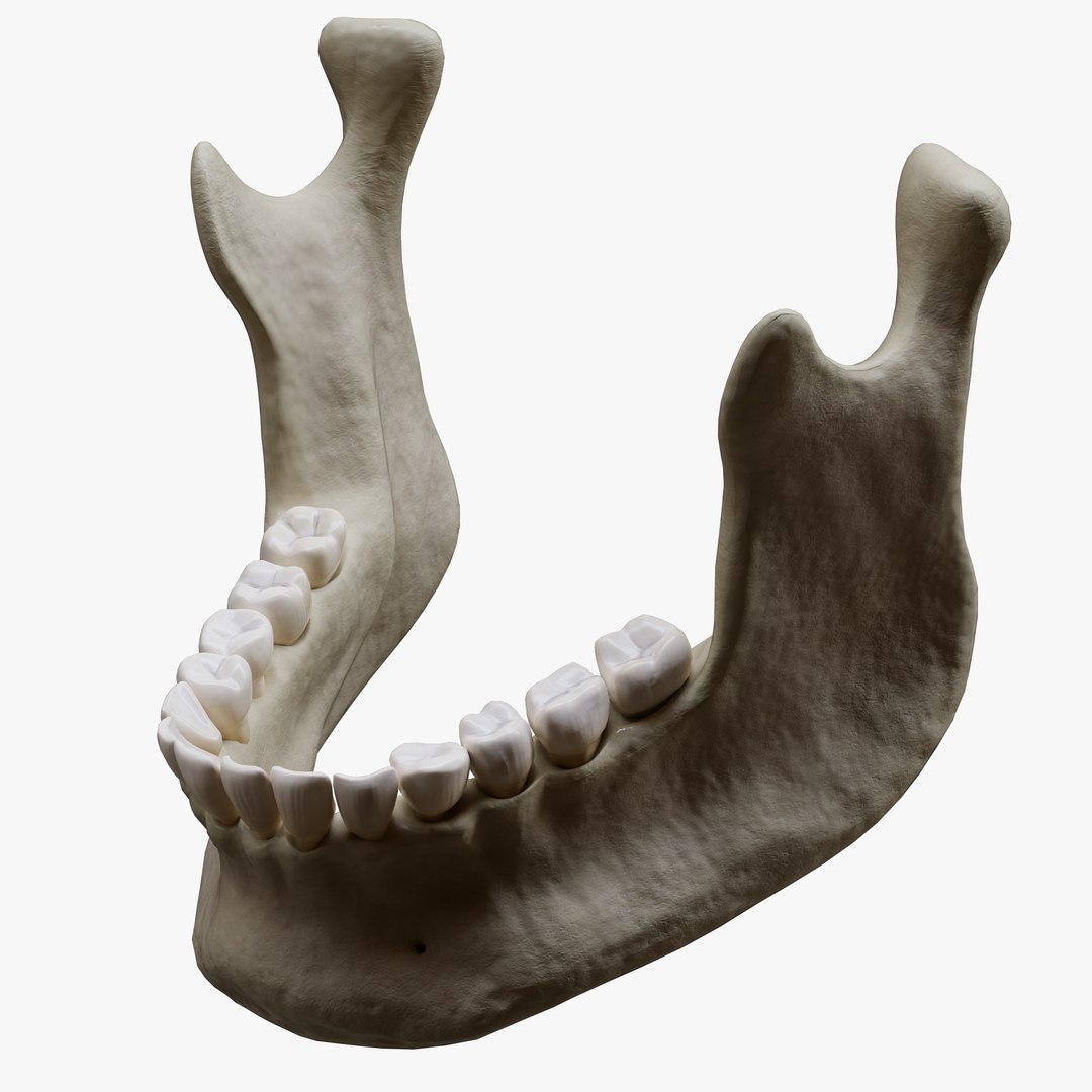 Human Jaw Anatomy 3D - TurboSquid 1808724