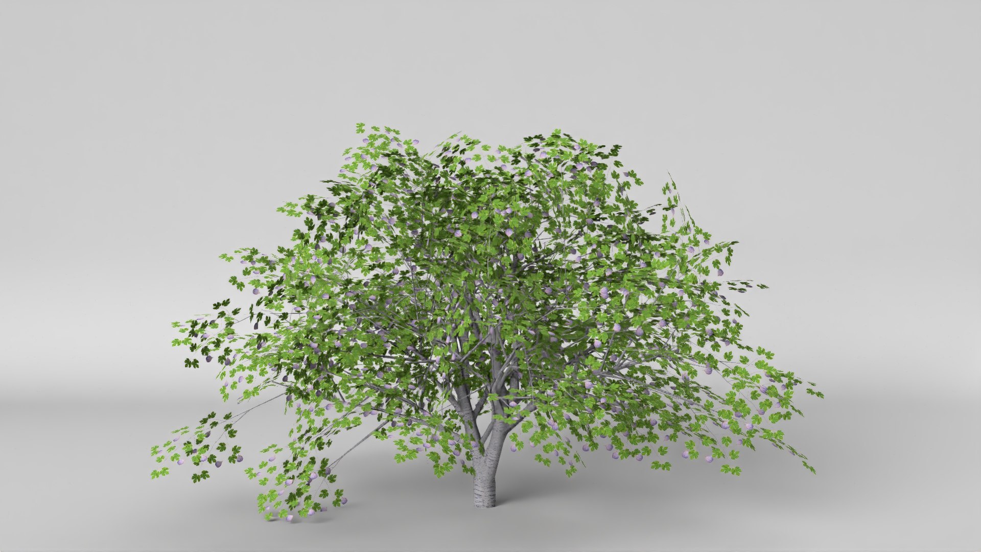 3D Fig Fruits Model - TurboSquid 1627643