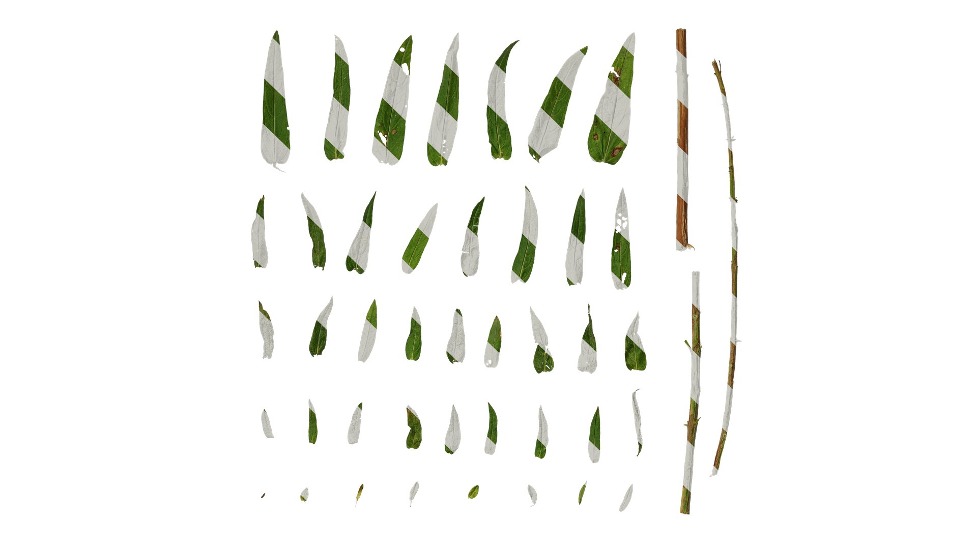 Anydrafts Lythrum Salicaria Leaf 01 Textures 3D - TurboSquid 2356562