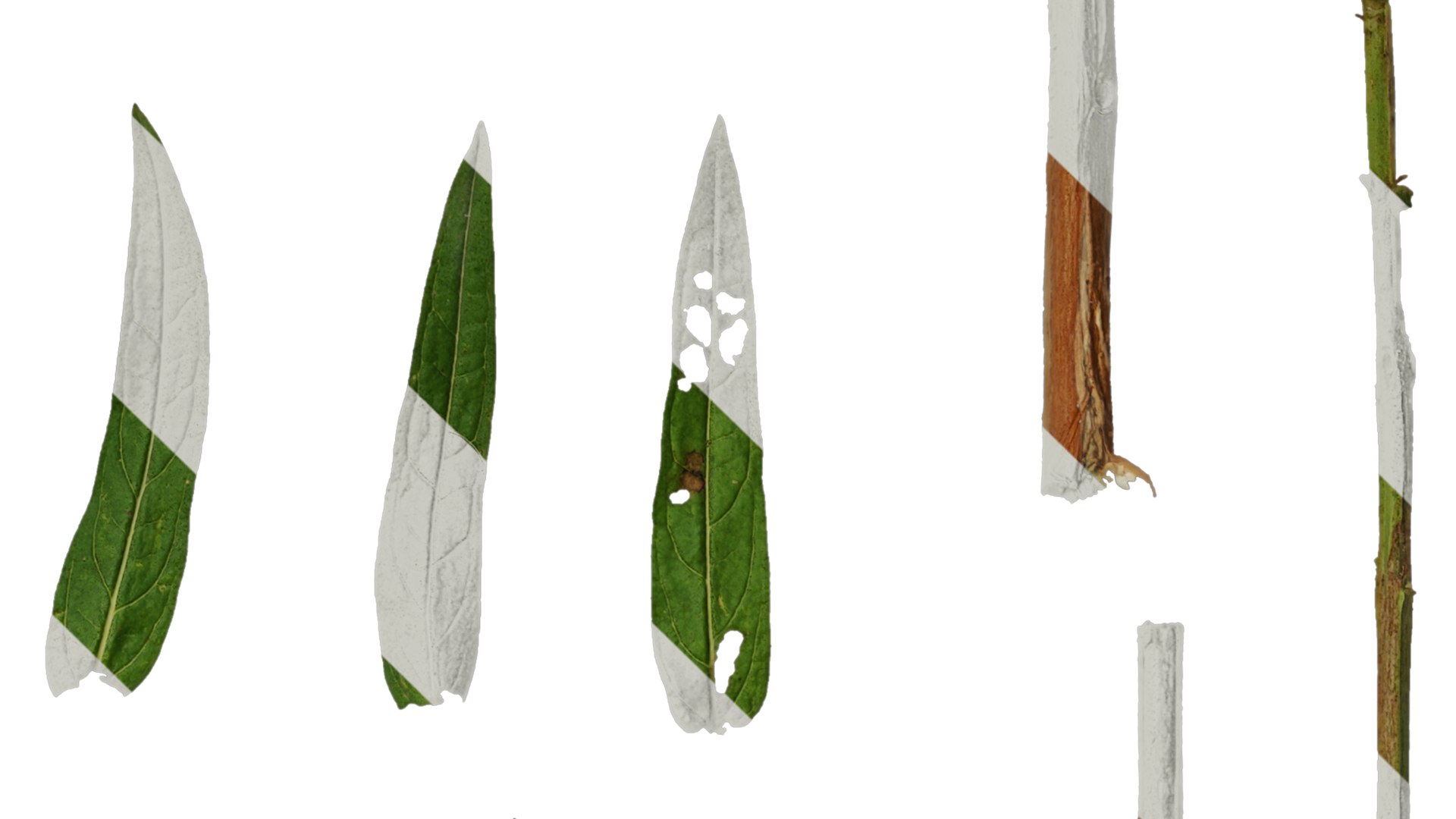 Anydrafts Lythrum Salicaria Leaf 01 Textures 3D - TurboSquid 2356562