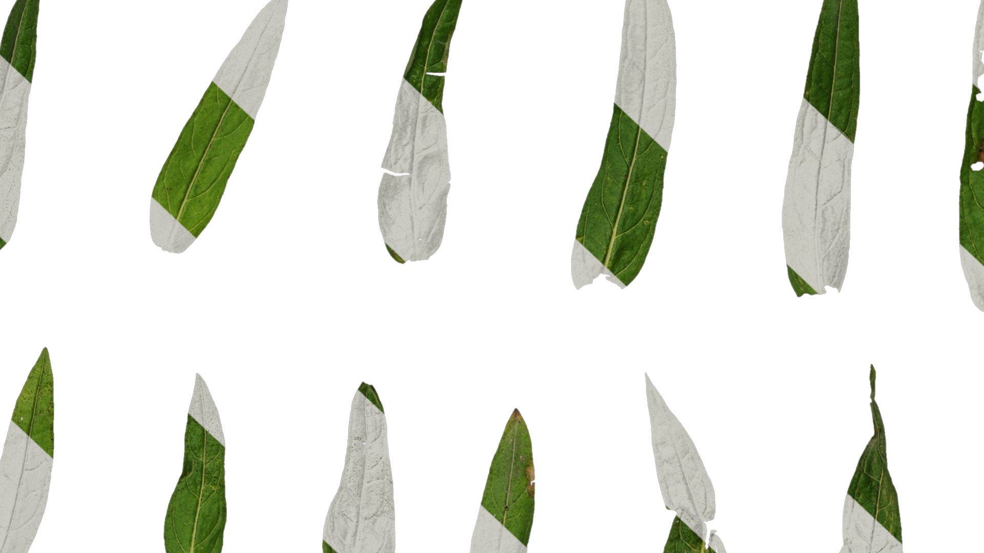 Anydrafts Lythrum Salicaria Leaf 01 Textures 3D - TurboSquid 2356562