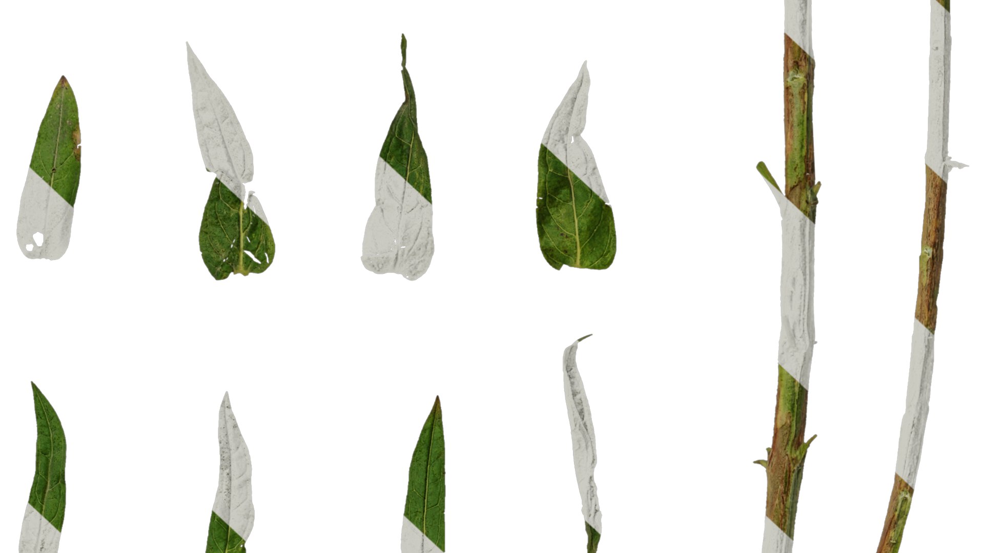 Anydrafts Lythrum Salicaria Leaf 01 Textures 3D - TurboSquid 2356562