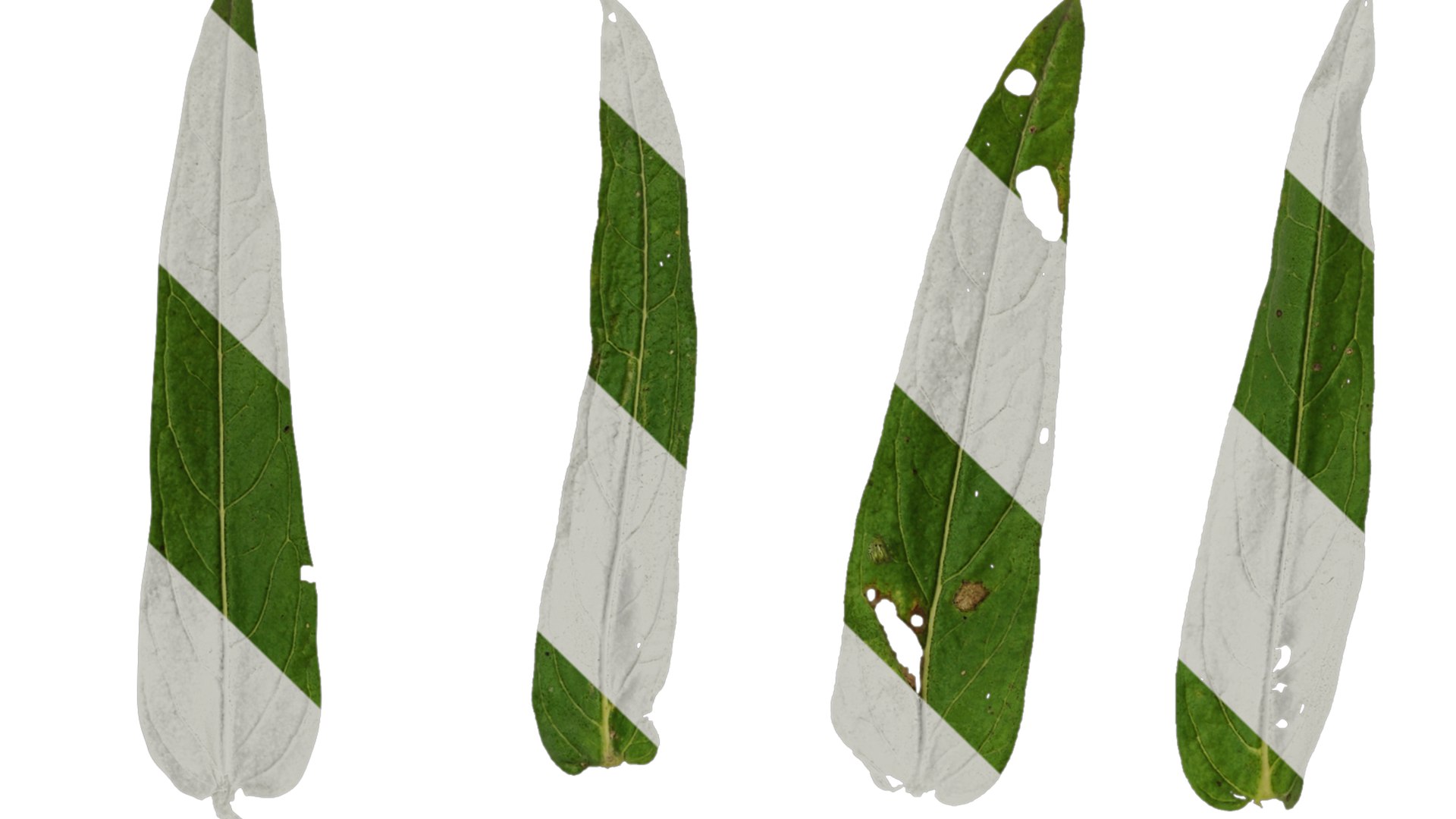 Anydrafts Lythrum Salicaria Leaf 01 Textures 3D - TurboSquid 2356562