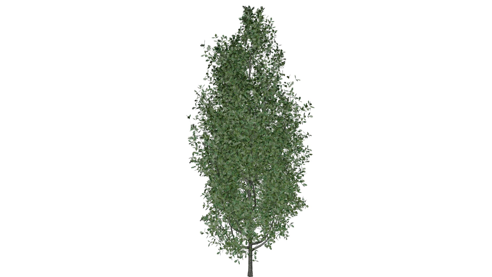 3D Cypress Oak Tree Collection - TurboSquid 2378975