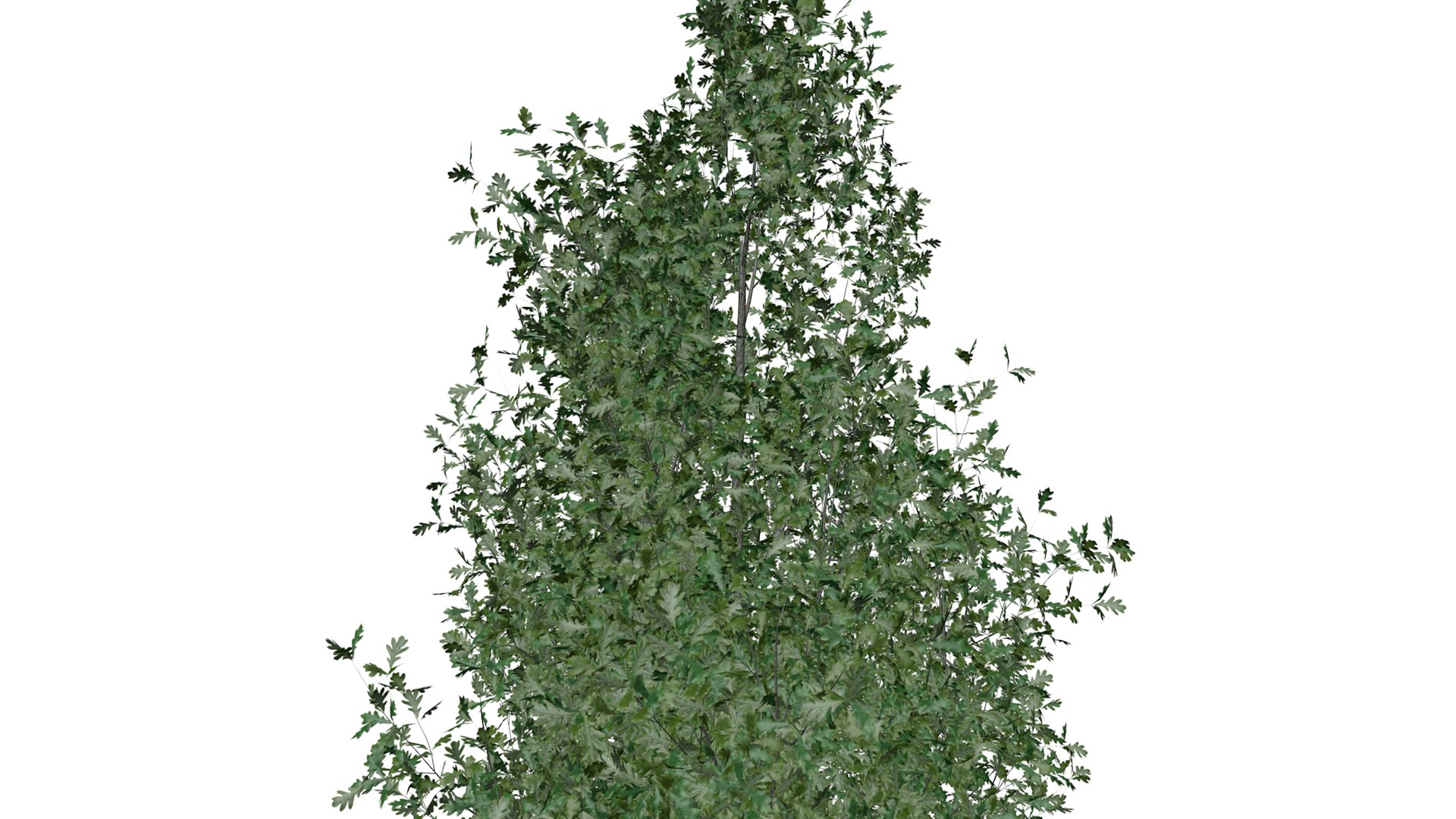 3D Cypress Oak Tree - 09 - Model - TurboSquid 2375802