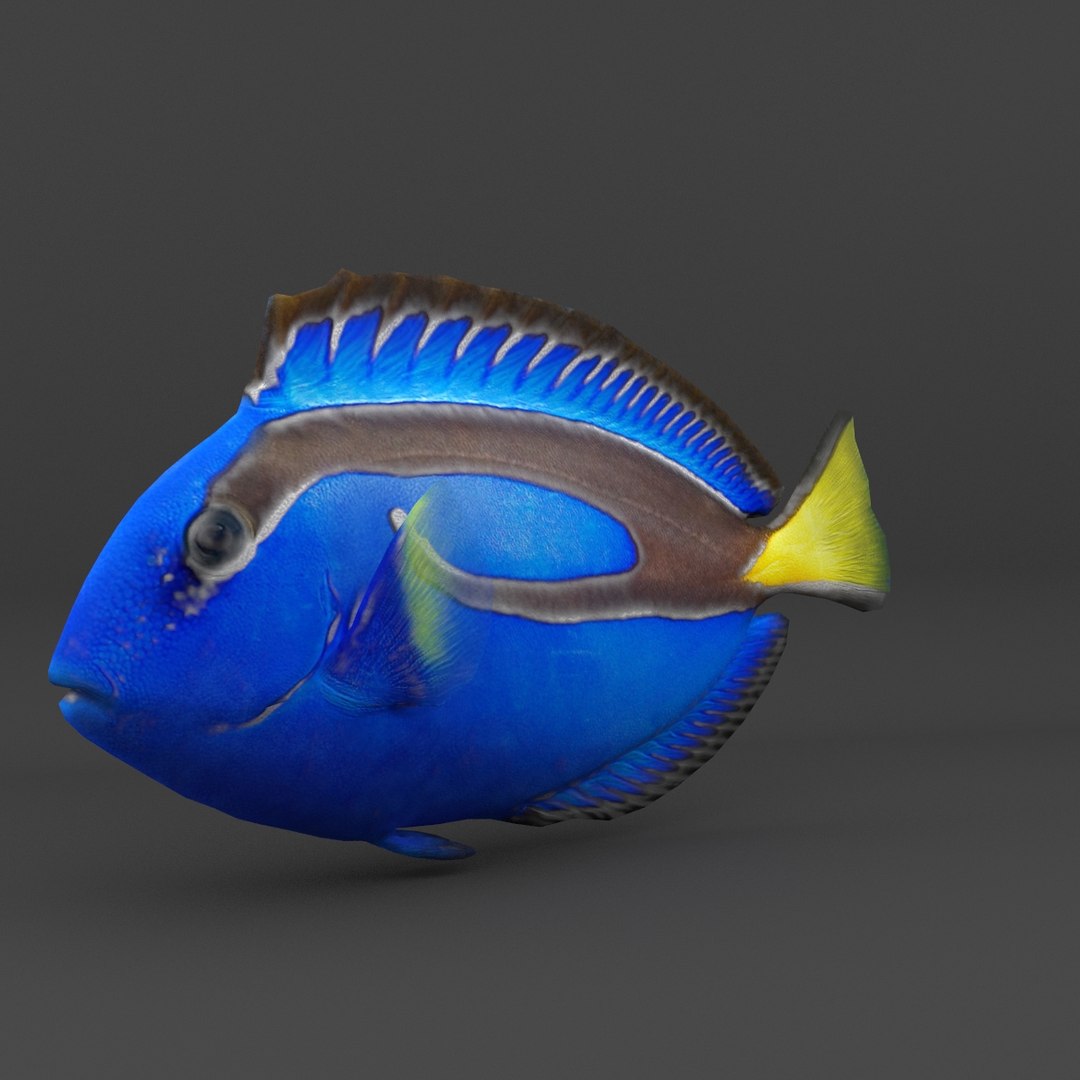 Maya Fish Animation