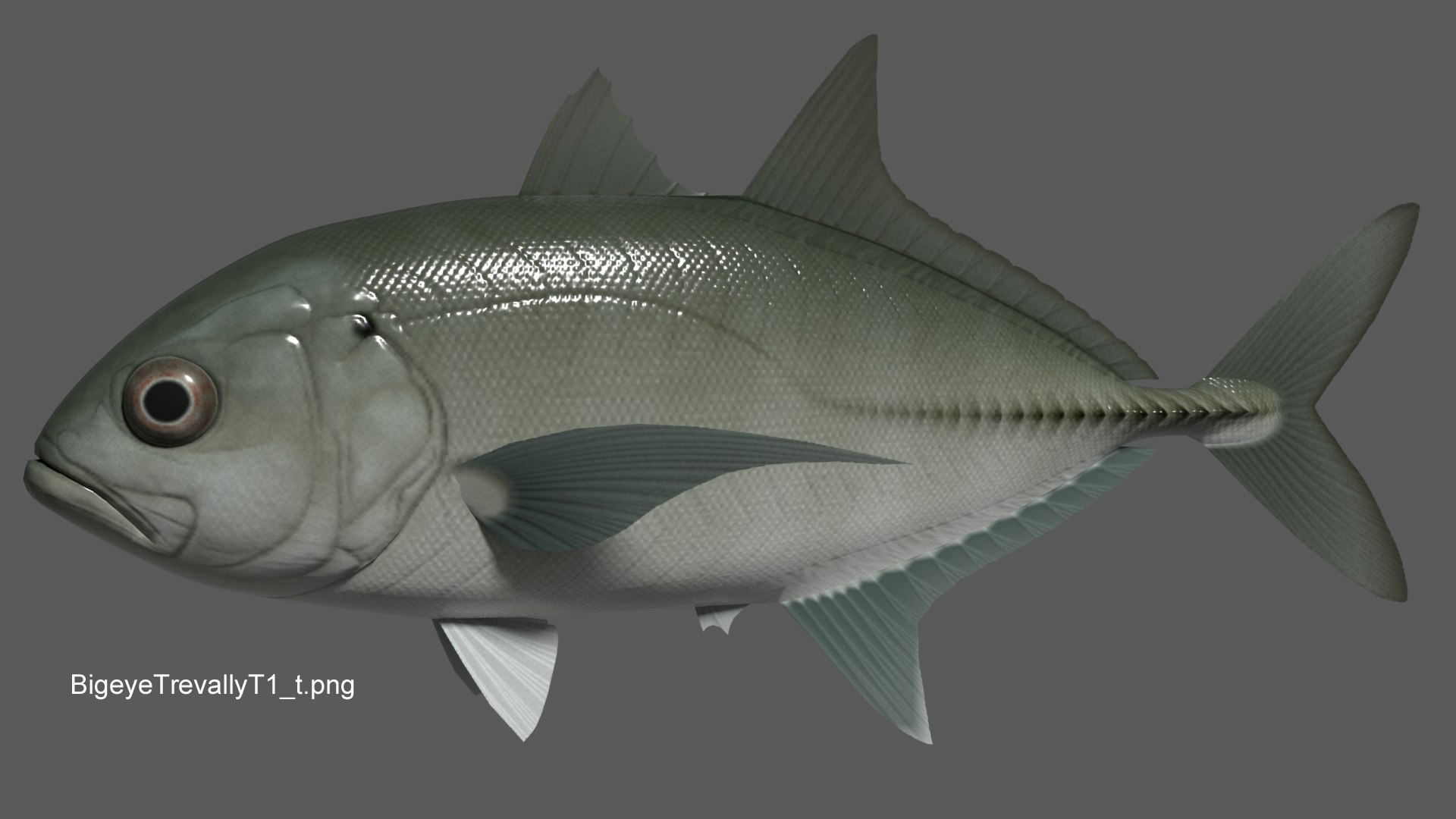 3dsmax Bigeye Trevally