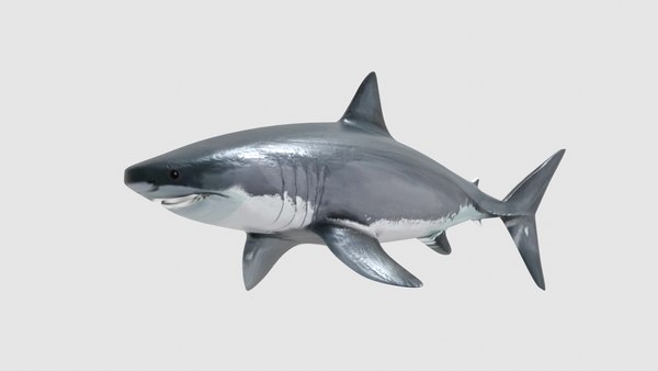Great White Shark Blender Models for Download | TurboSquid