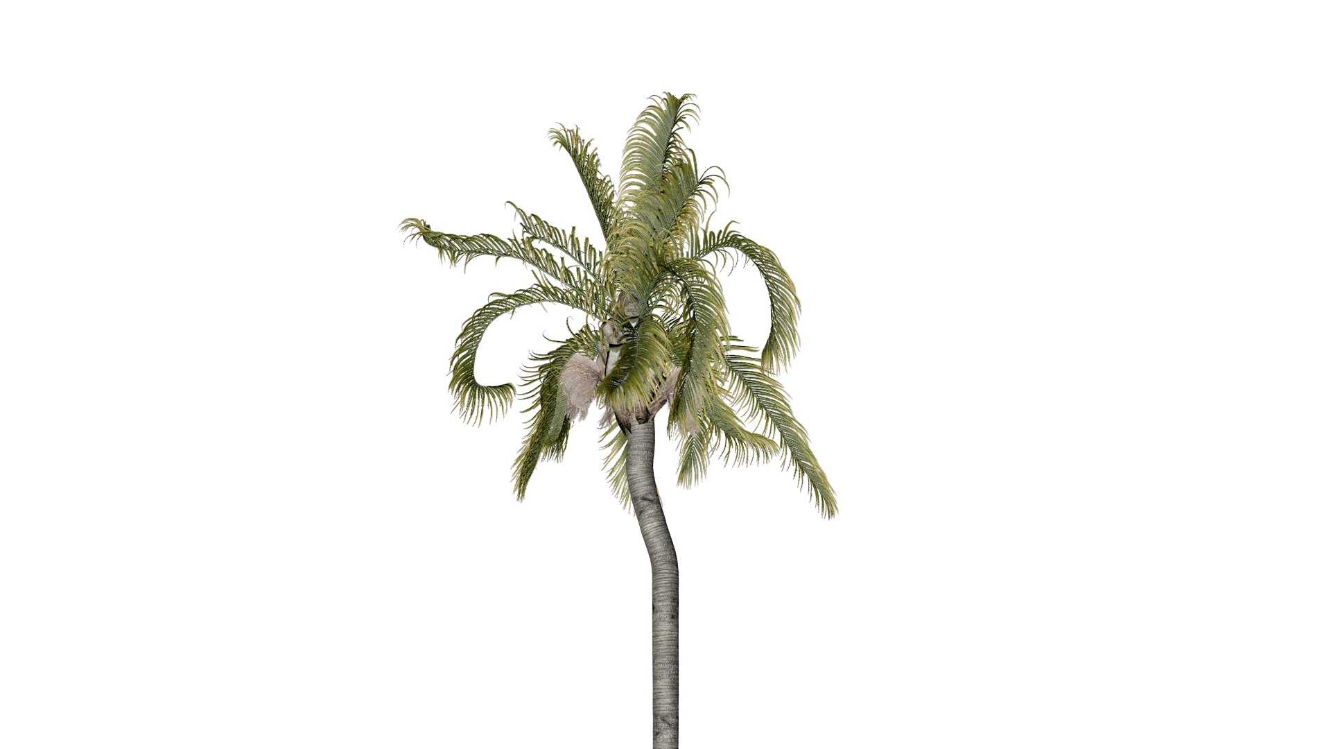 3D Queen Palm Tree - 09 - - TurboSquid 2372027