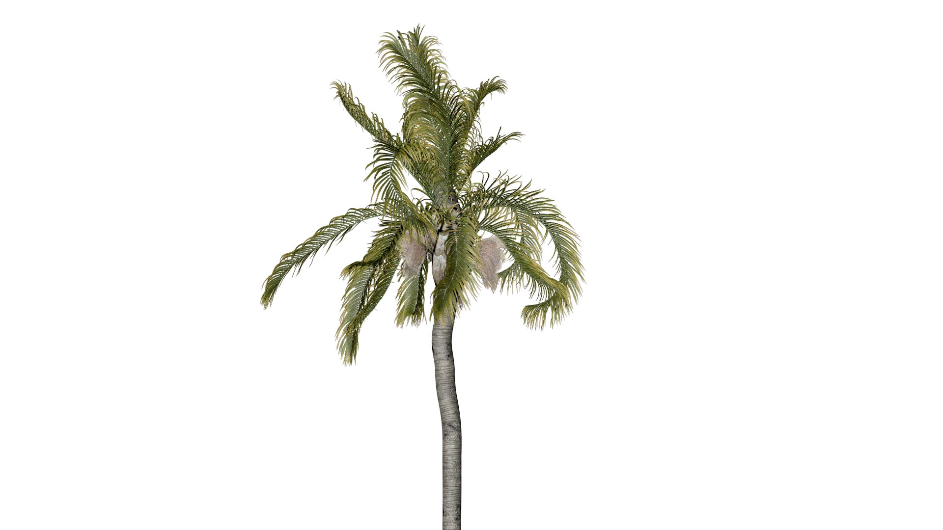 3D Queen Palm Tree - 09 - - TurboSquid 2372027