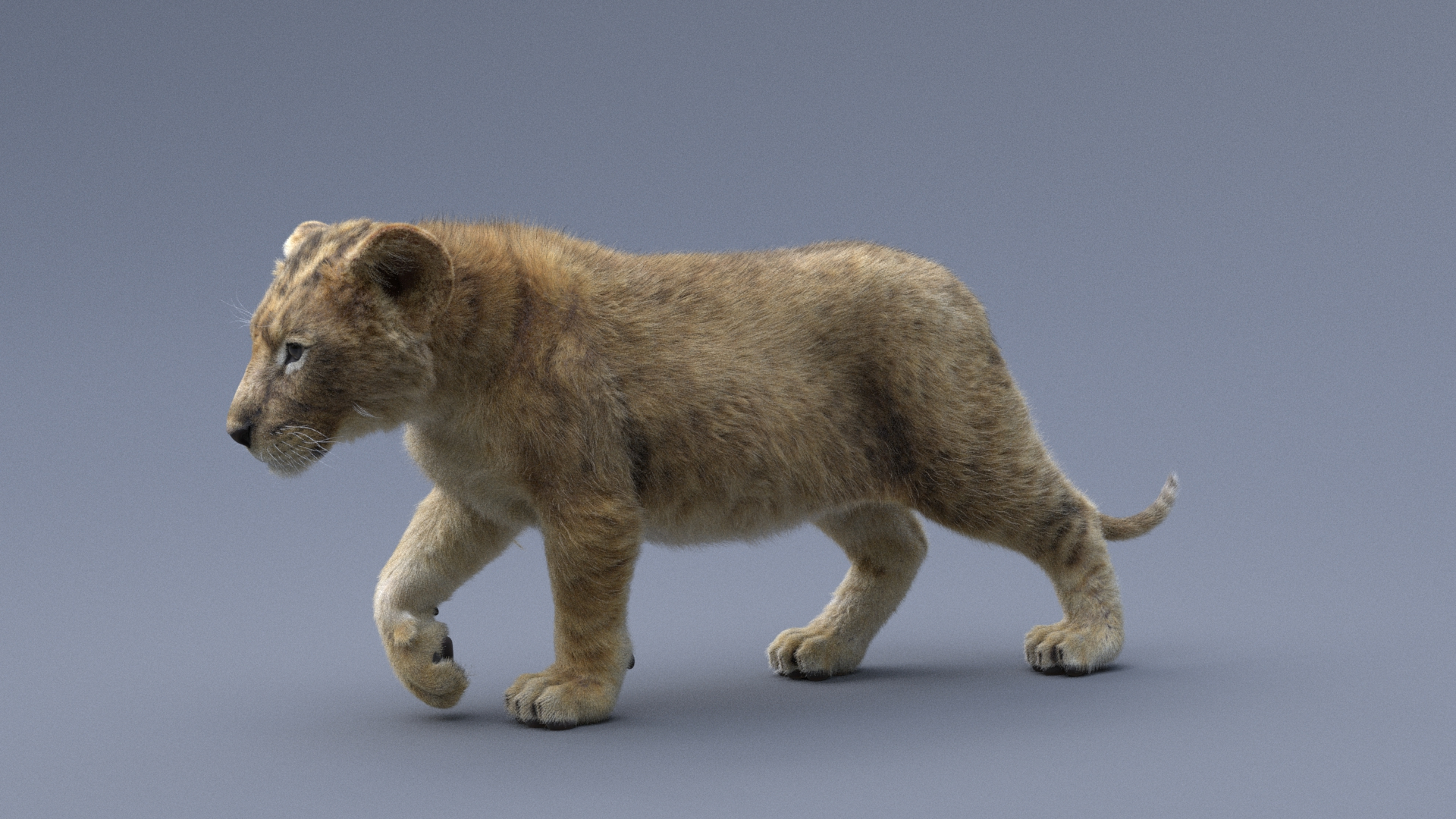 3D Lion Cub AMINATED - TurboSquid 2161169