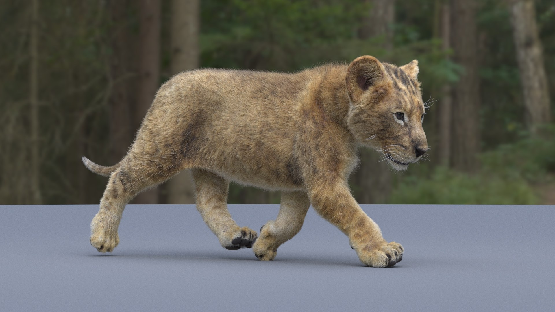 3D Lion Cub AMINATED - TurboSquid 2161169