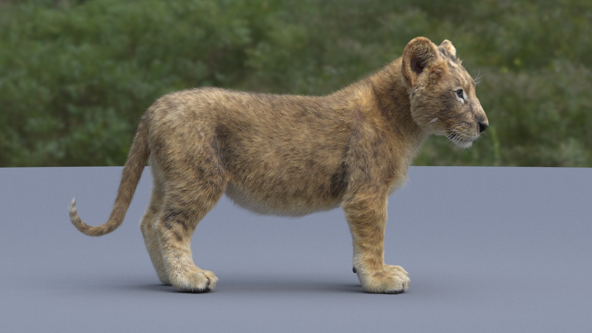 3D Lion Cub AMINATED - TurboSquid 2161169