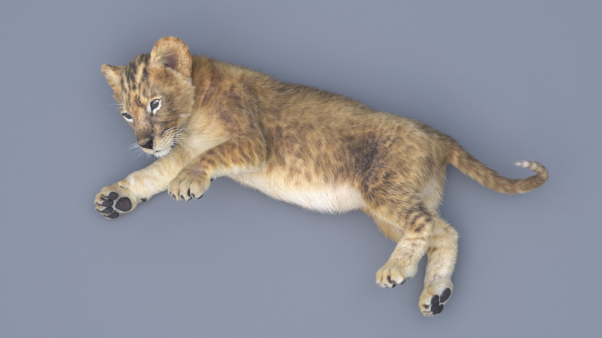 3D Lion Cub AMINATED - TurboSquid 2161169