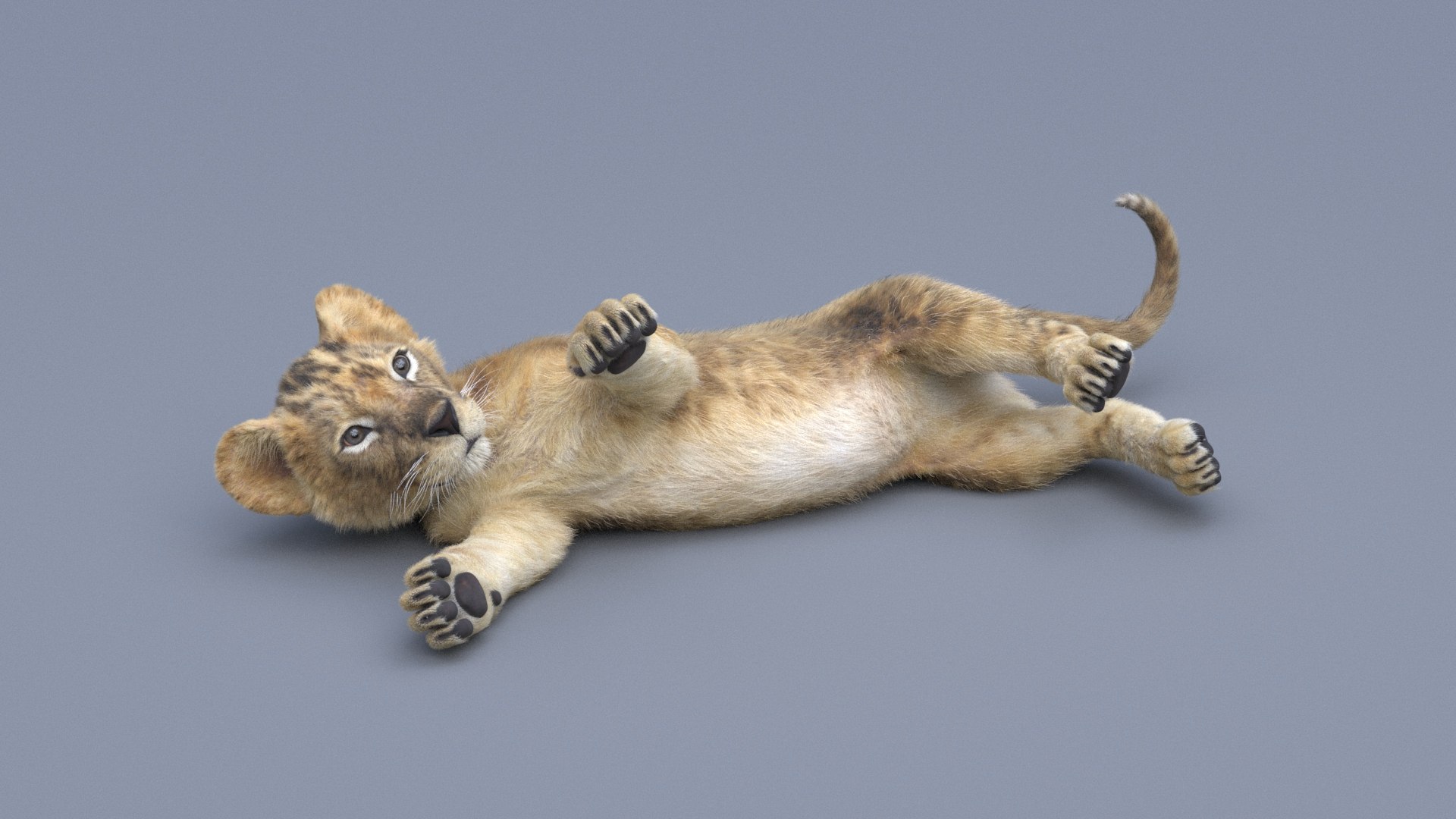3D Lion Cub AMINATED - TurboSquid 2161169