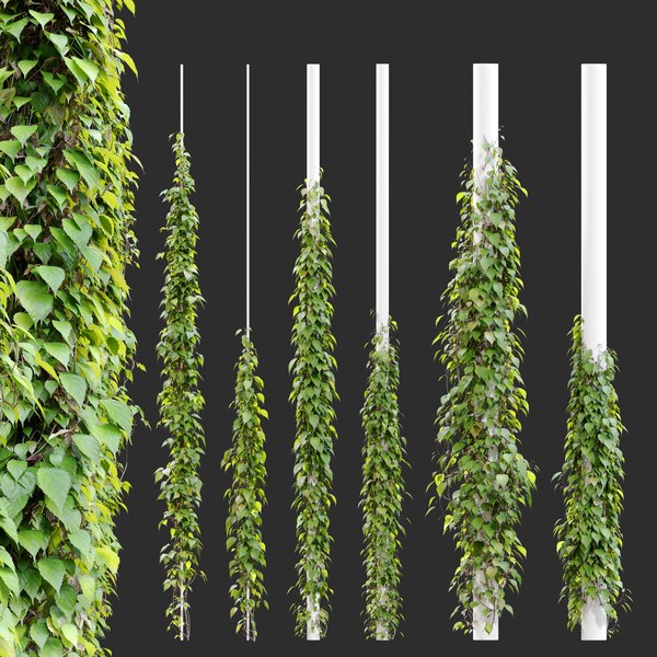 3D Vine plant 03 - TurboSquid 1941971