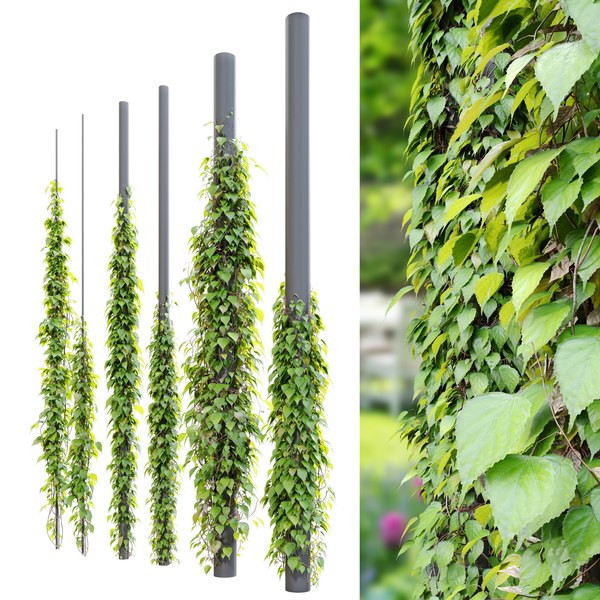 modelo 3d planta de vid 03 - TurboSquid 1941971