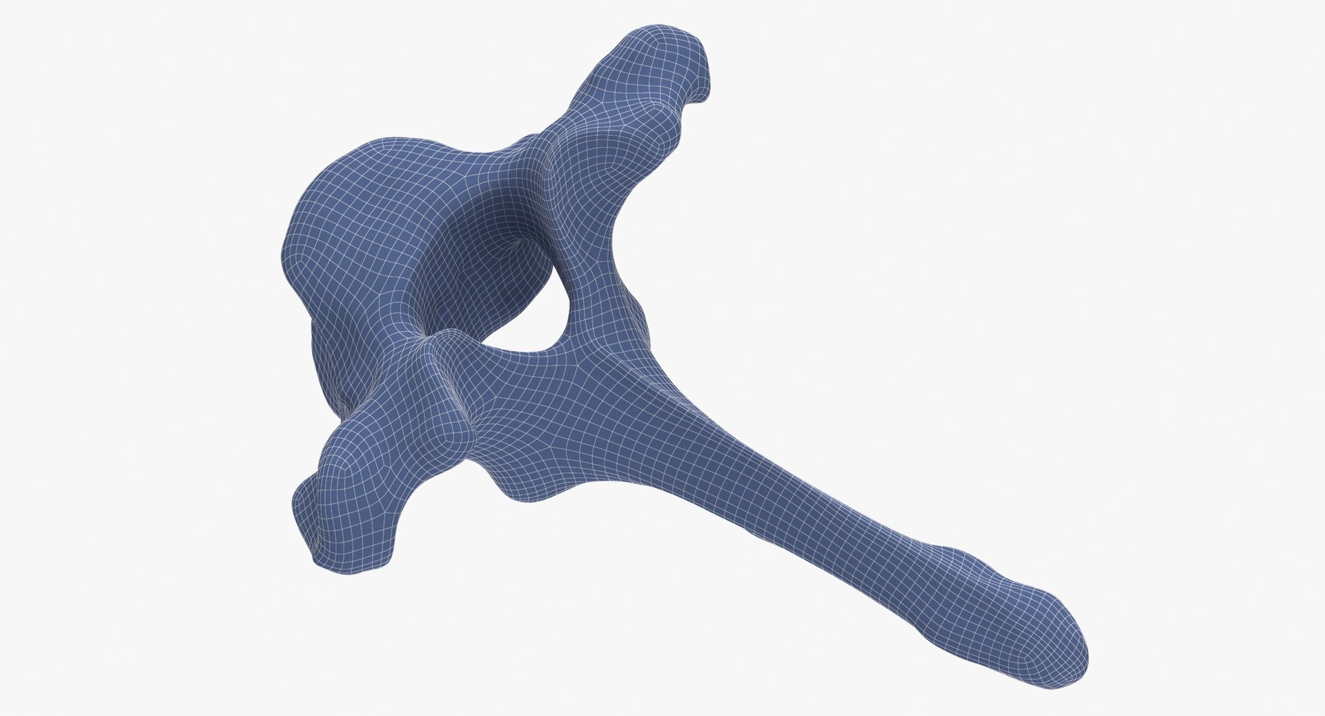 3D Model Bear Ursus Thoracic Vertebrae T2 - TurboSquid 2122385