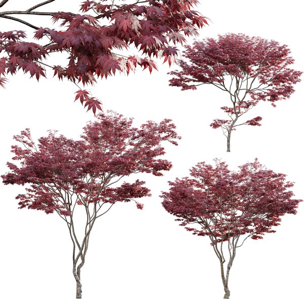 3d japanese maple