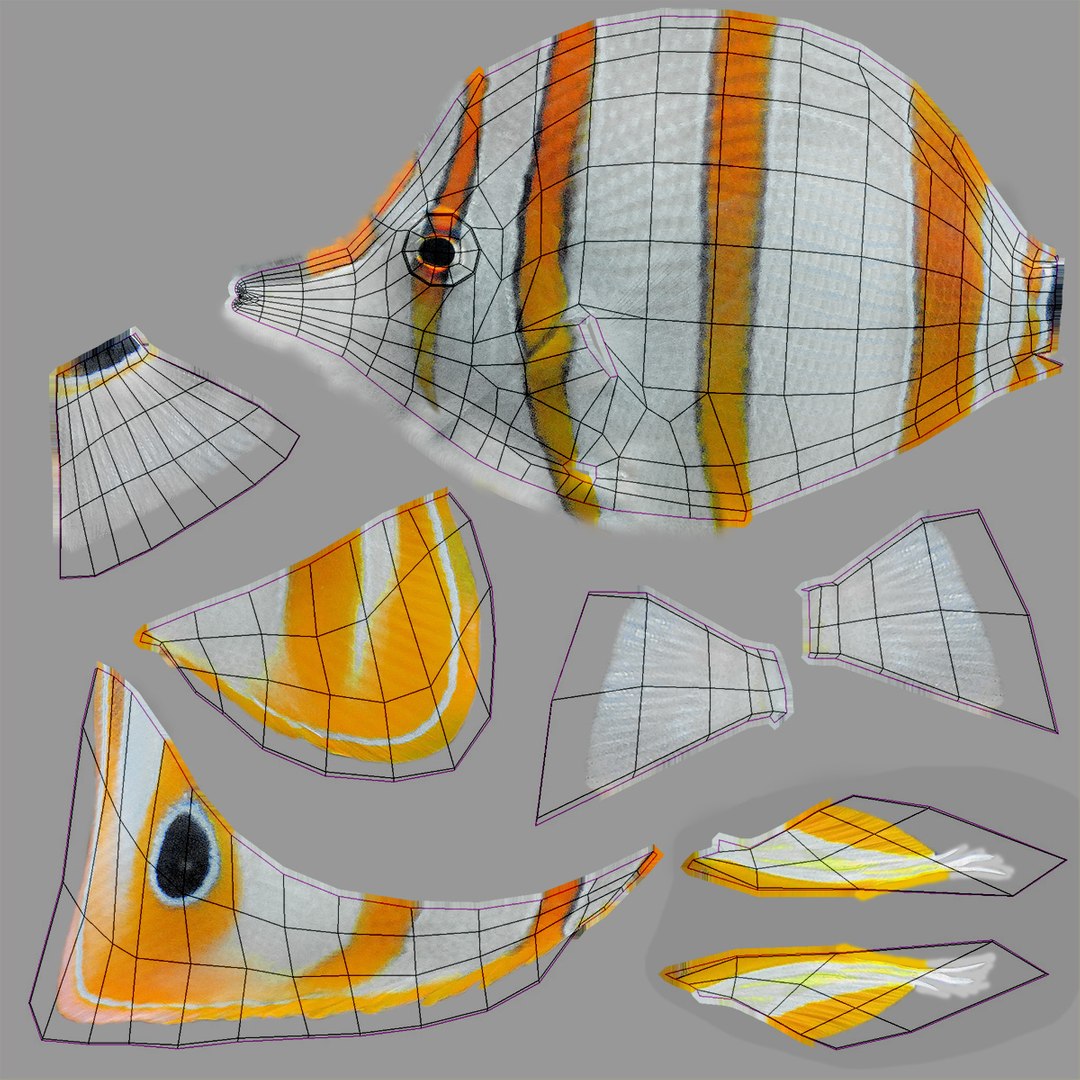 3D Copperband Butterflyfish Animation - TurboSquid 1513870