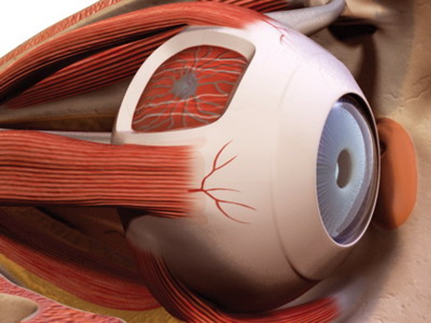 eye cornea 3d lwo