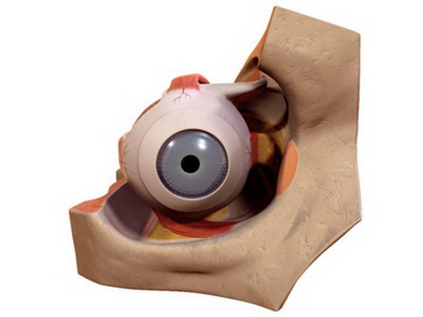eye cornea 3d lwo