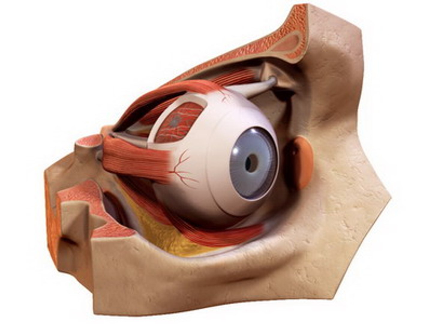 eye cornea 3d lwo