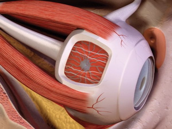 eye cornea 3d lwo
