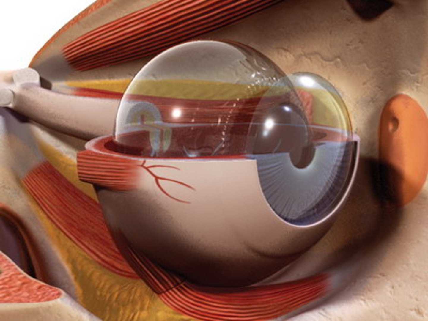 eye cornea 3d lwo