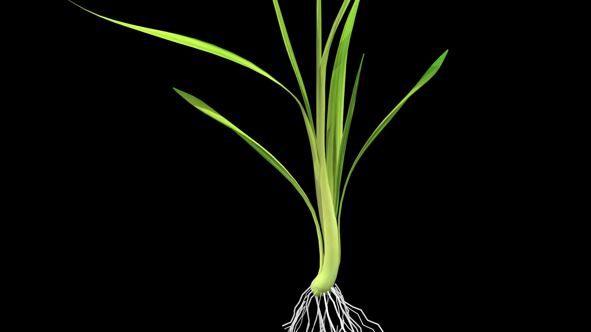 3D Model NEW YOUNG PADDY PLANT FINALPOST 2011 - TurboSquid 1777503