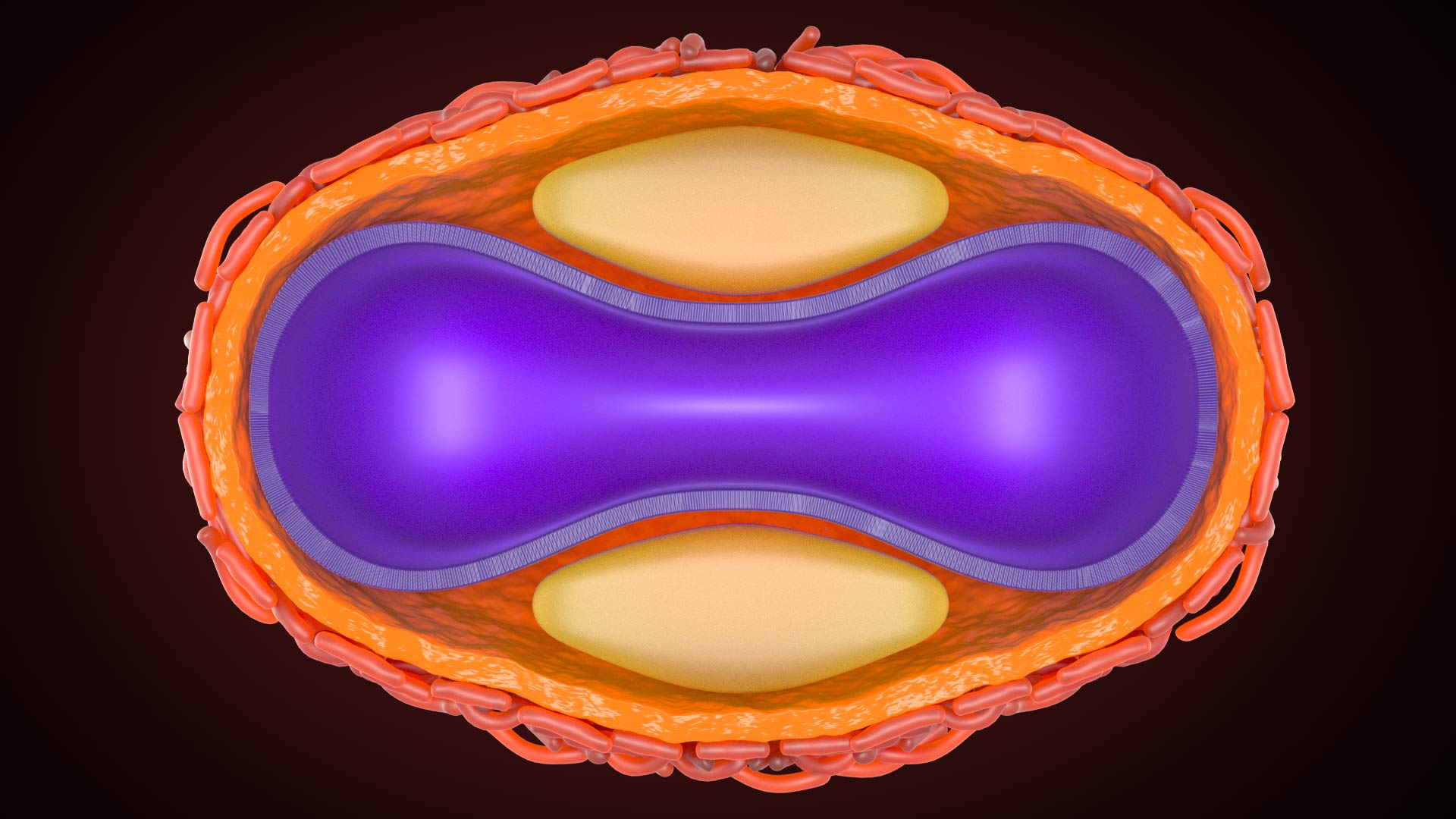 3D Monkeypox Virus Smallpox Model - TurboSquid 1907442
