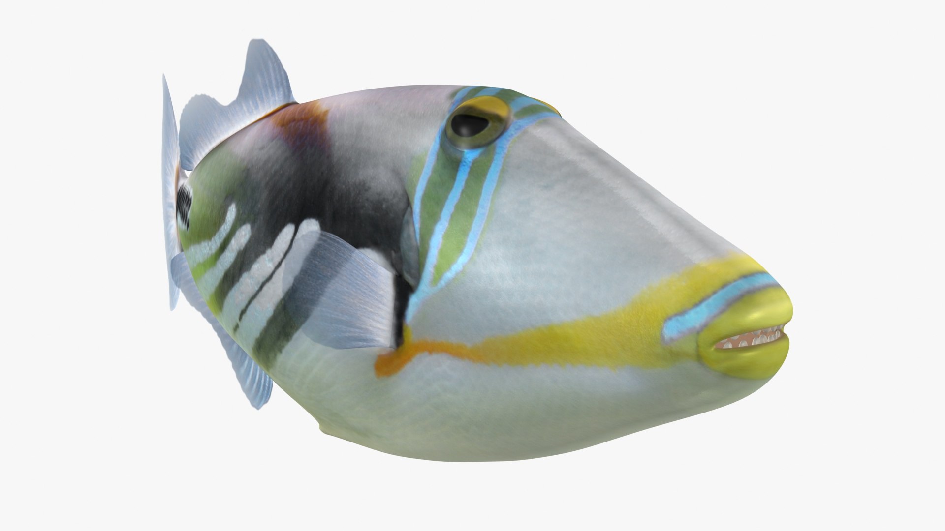 3D Model Triggerfish Animation Bones - TurboSquid 1508952