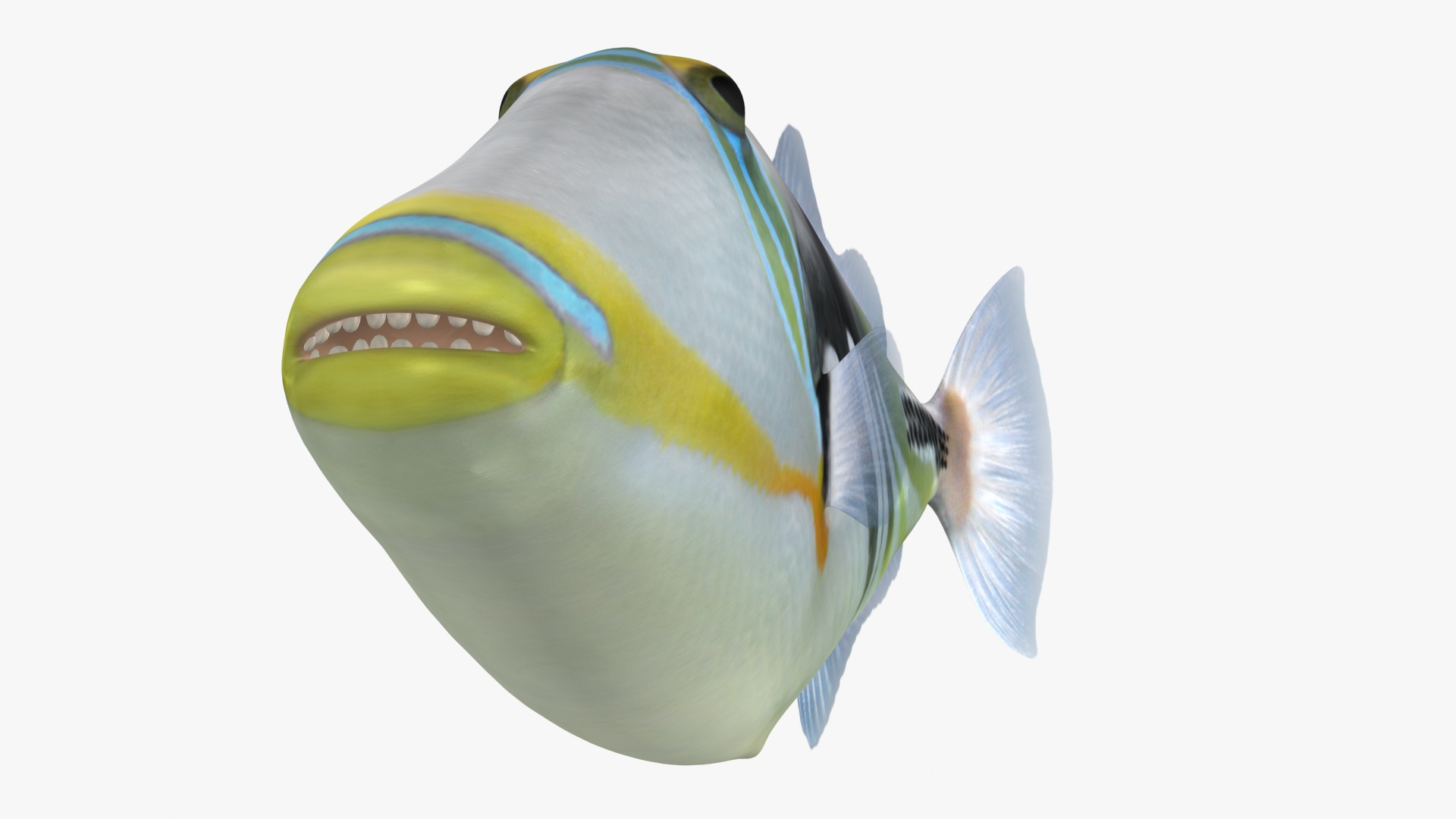 3D Model Triggerfish Animation Bones - TurboSquid 1508952