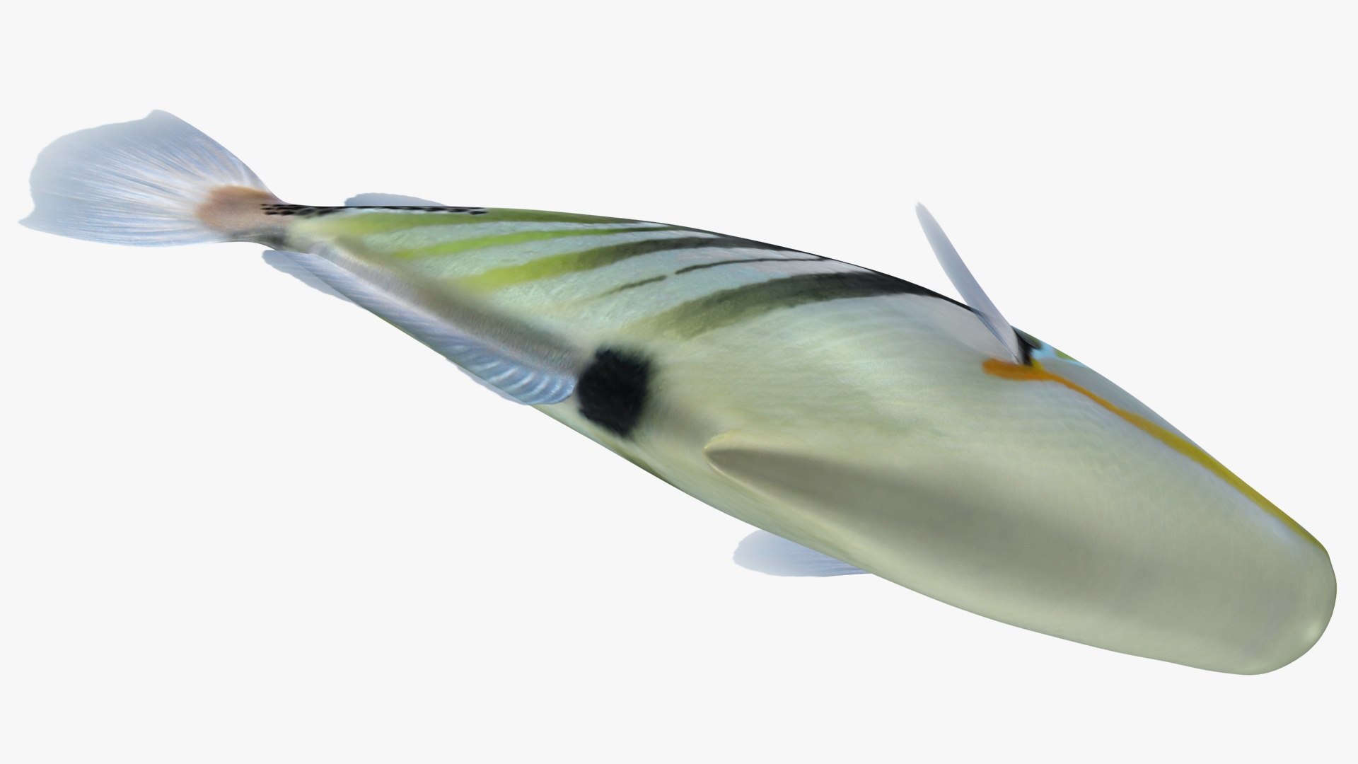 3D Model Triggerfish Animation Bones - TurboSquid 1508952