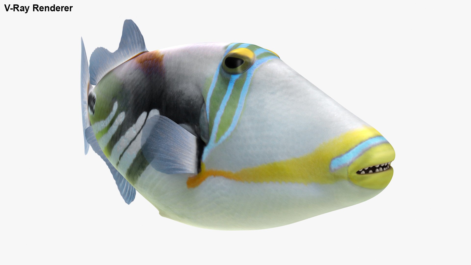 3D Model Triggerfish Animation Bones - TurboSquid 1508952